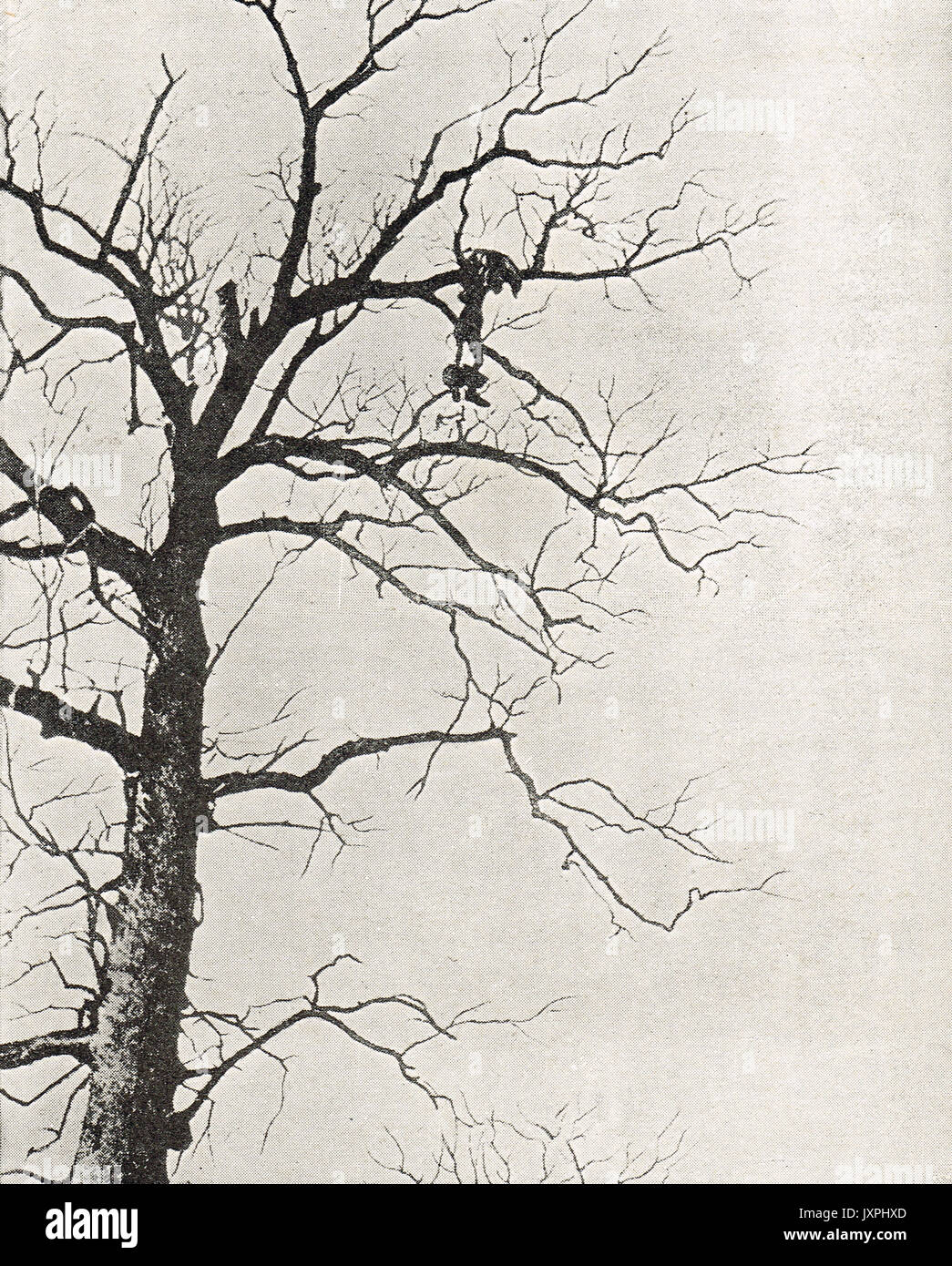 End of ww1 hi-res stock photography and images - Alamy