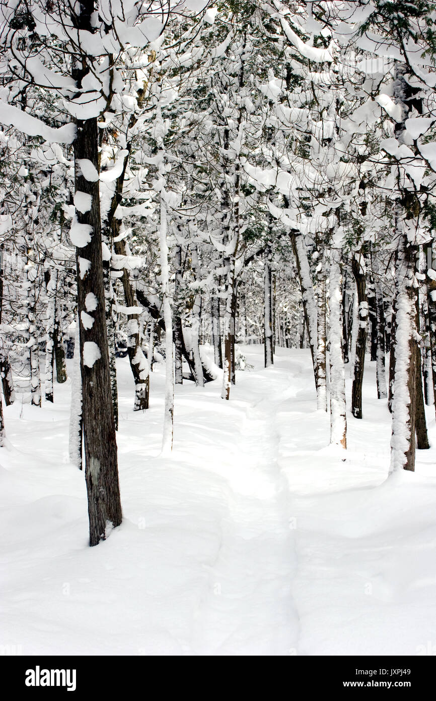 Winter forest after heavy snow fall. Tobermory Bruce Peninsular Ontario ...