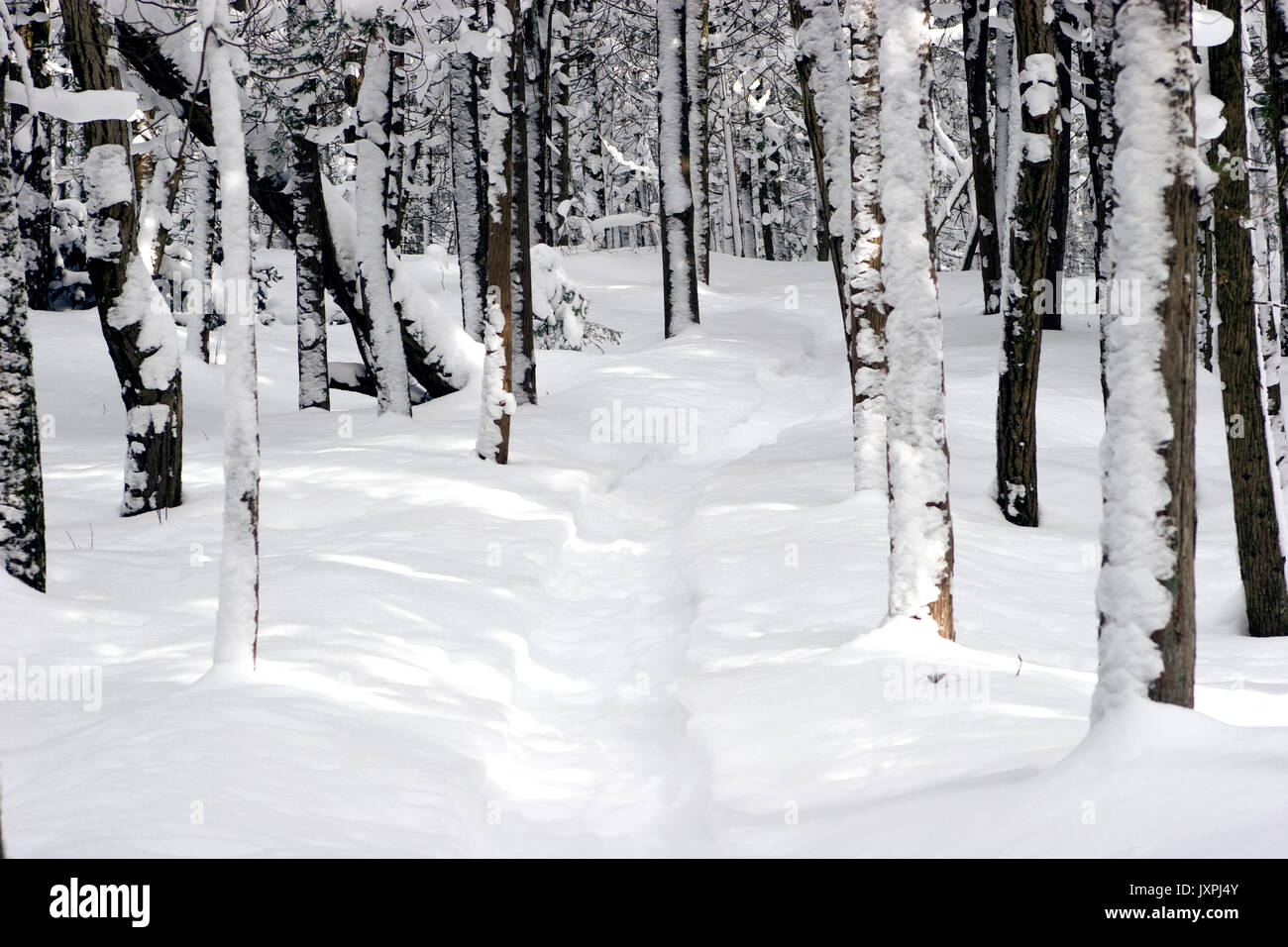 Winter forest after heavy snow fall. Tobermory Bruce Peninsular Ontario ...