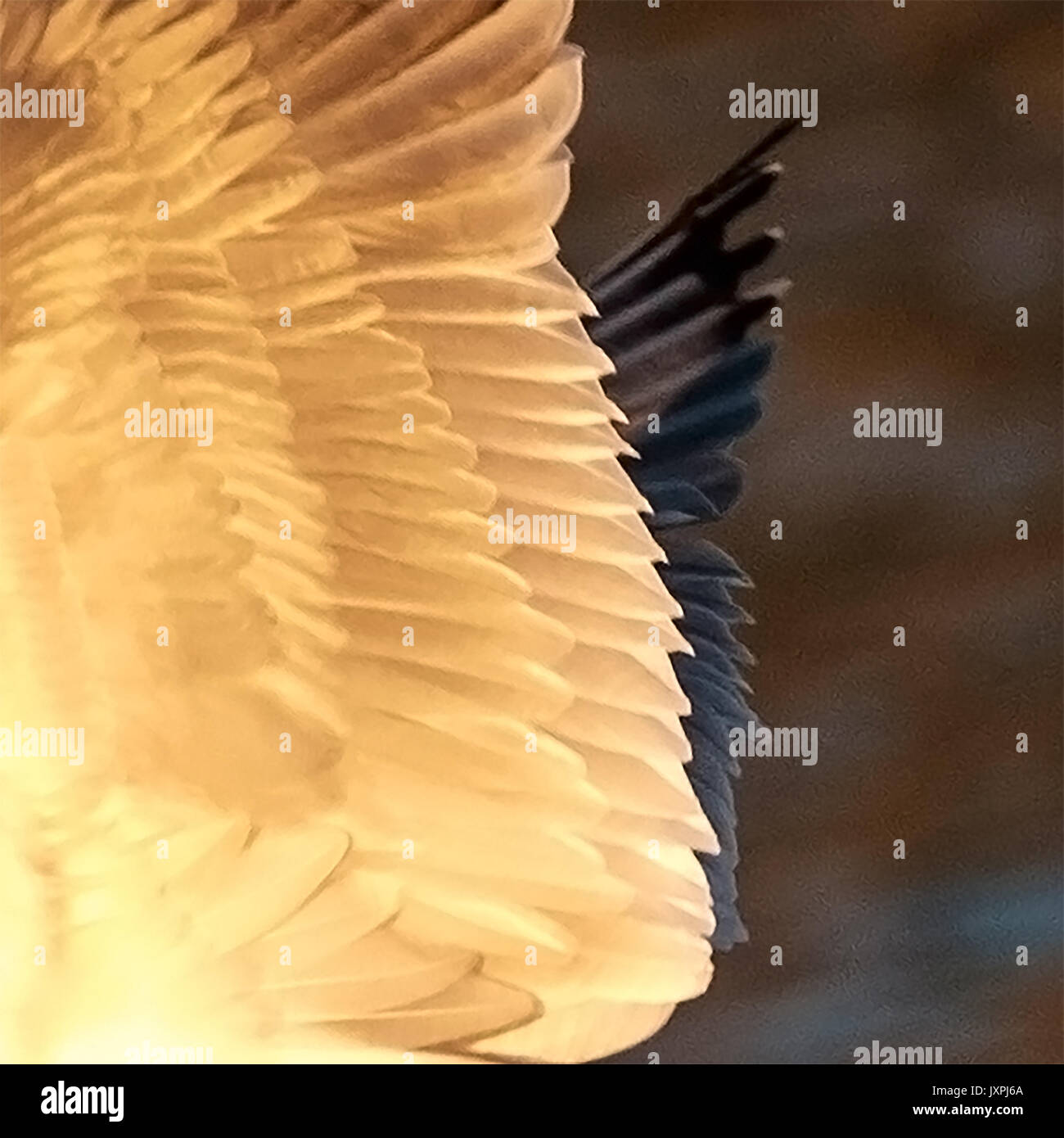 sea gulls wings Stock Photo - Alamy