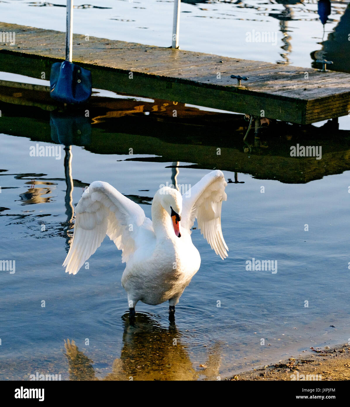 swan on the river thames Stock Photo - Alamy