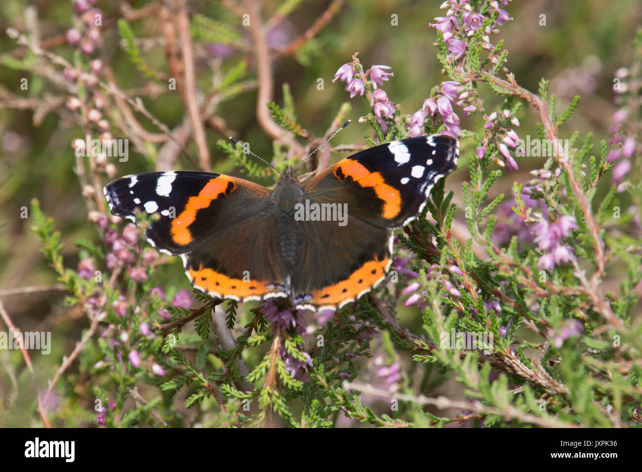 Red admiral calluna hi-res stock photography and images - Alamy