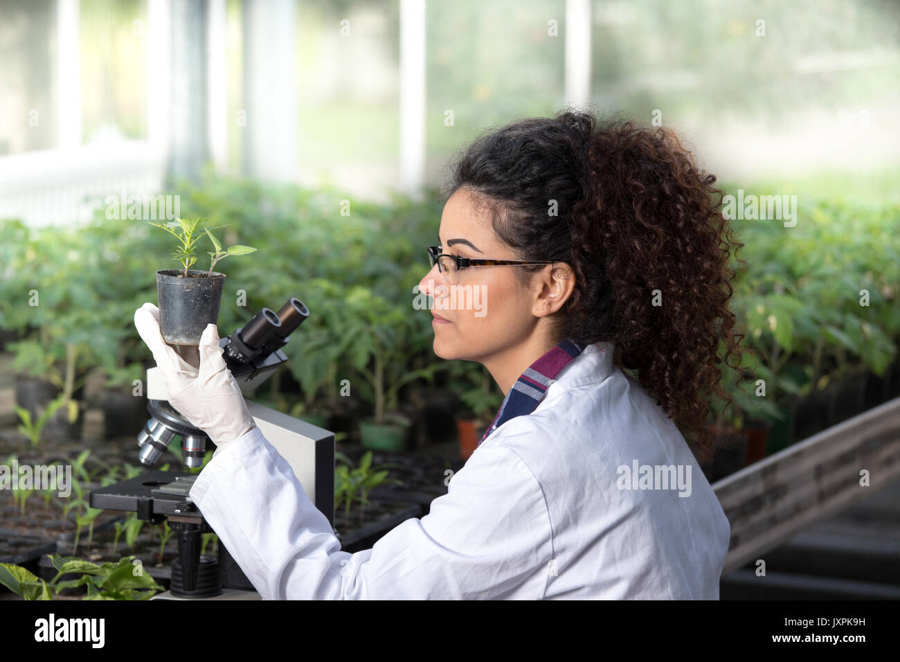 Plant growth experiment hi-res stock photography and images - Alamy