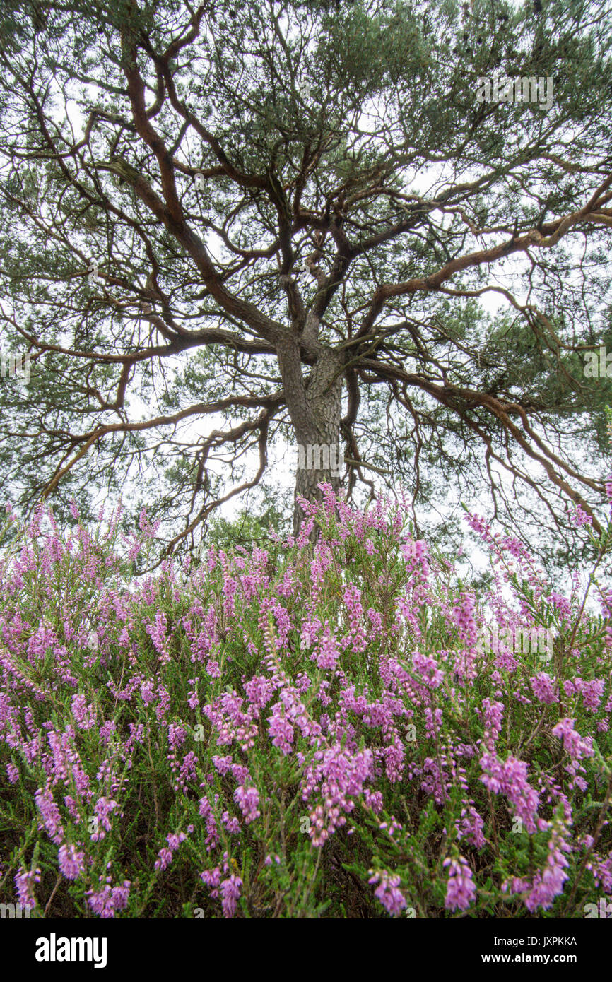 Iping and stedham hi-res stock photography and images - Alamy