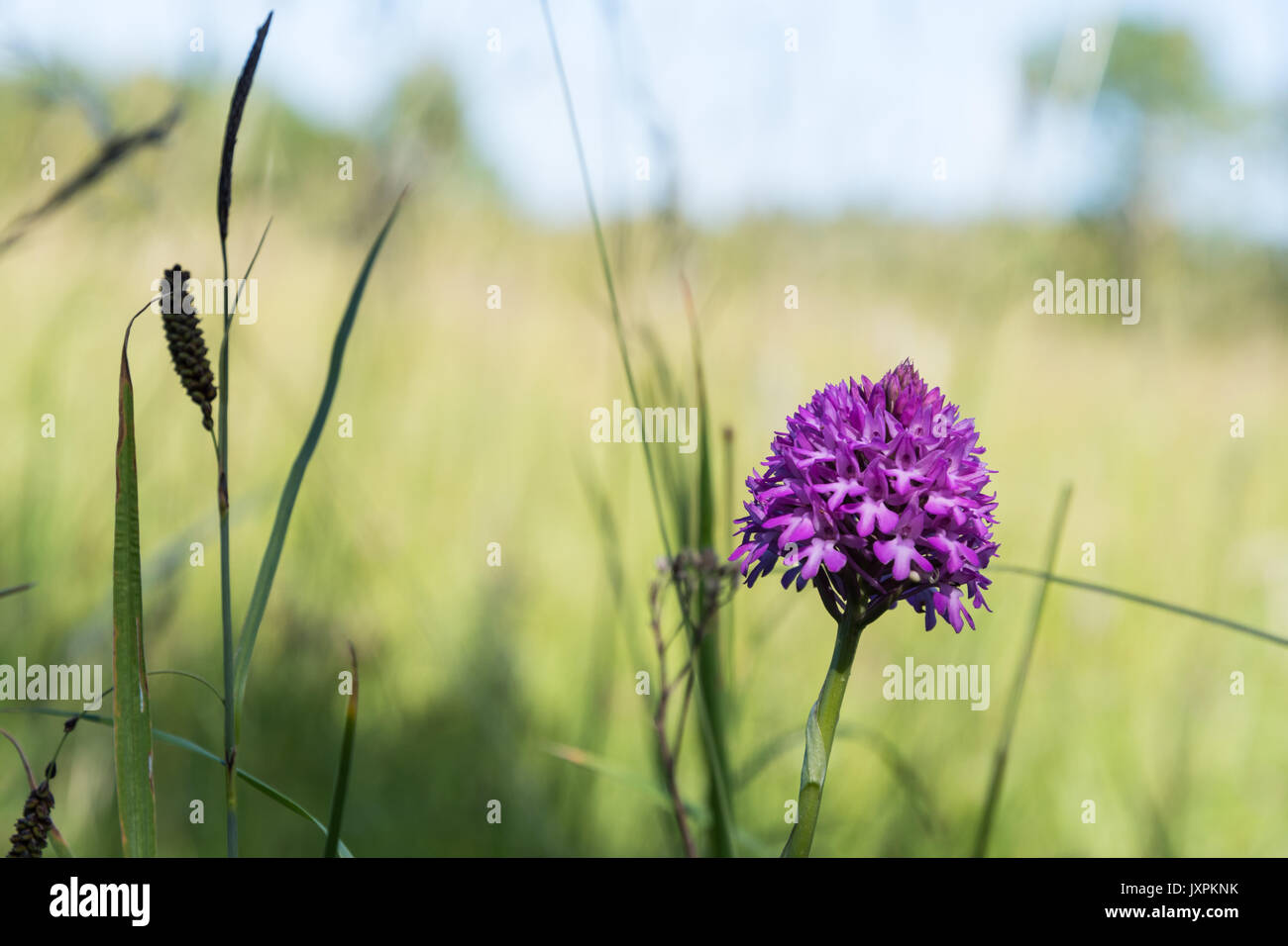 Pink summer flower, Pyramidal Orchid, closeup among green grass Stock ...