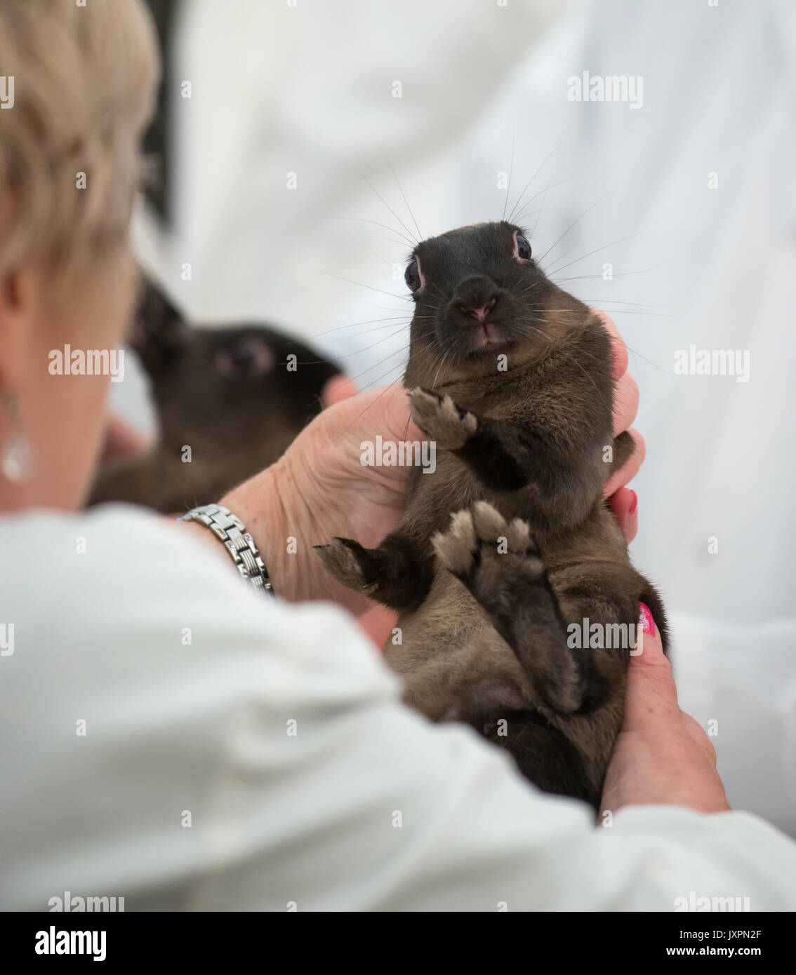 Rabbit judging at Southern Agricultural show Stock Photo - Alamy
