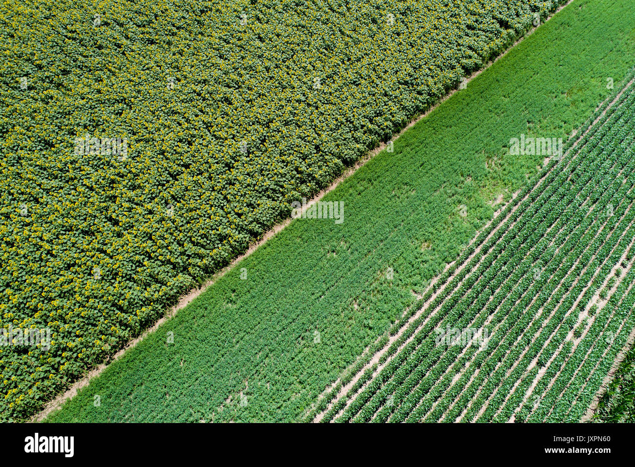 Top view of fertile green land with sunflower, corn and soybean crops ...