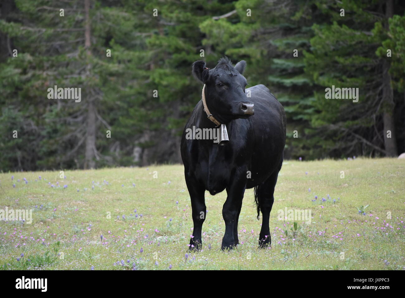 Cows wandering and grazing in the Sierra Nevada Mountains Stock Photo ...
