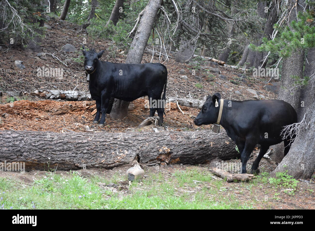 Mountains trees grass hi-res stock photography and images - Alamy