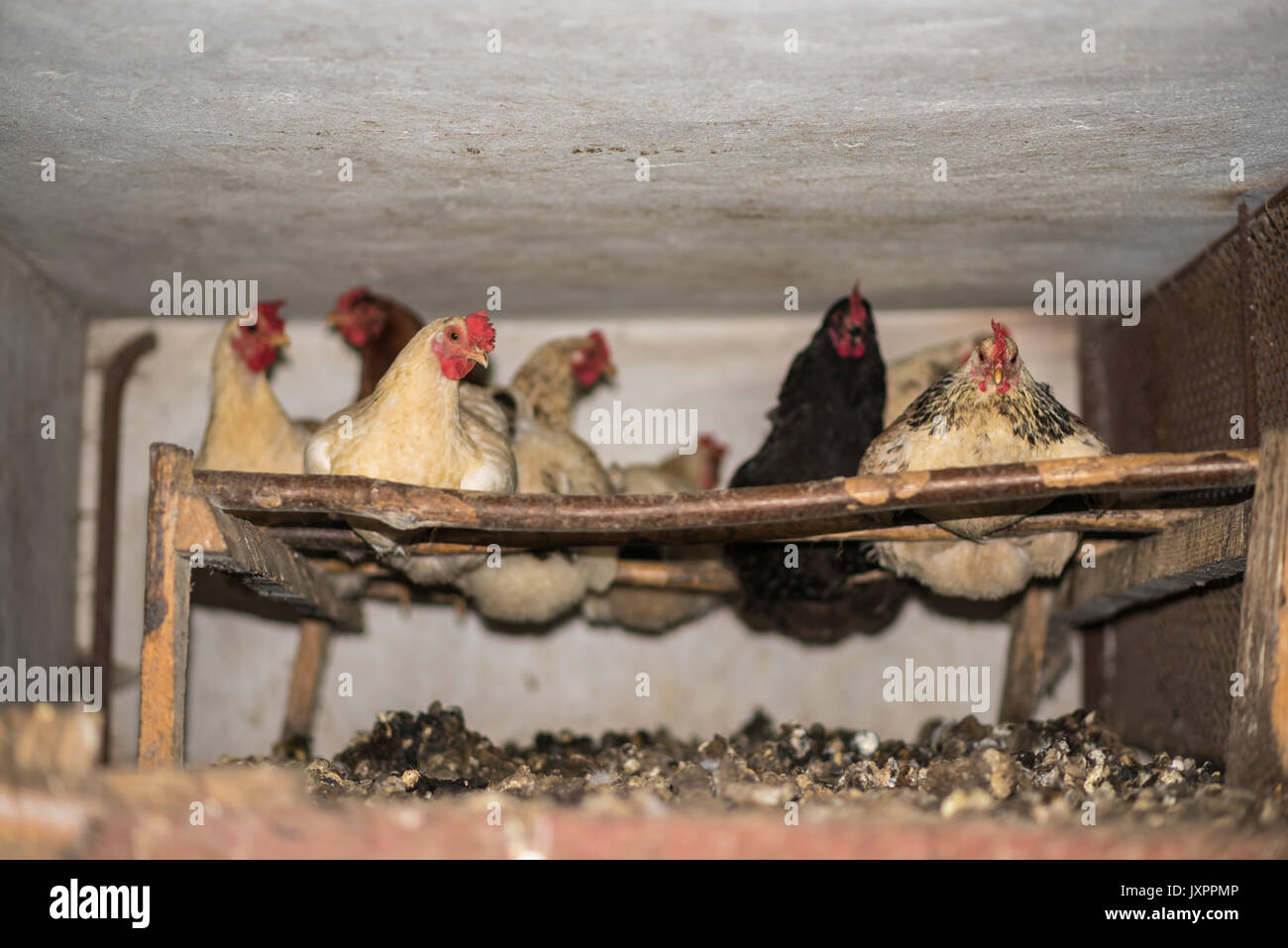 Old farm scene chicken coop hi-res stock photography and images - Alamy