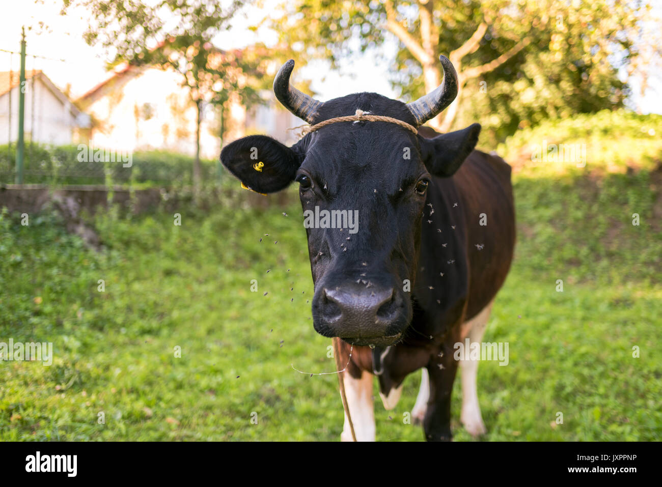 Flying Cow High Resolution Stock Photography and Images - Alamy