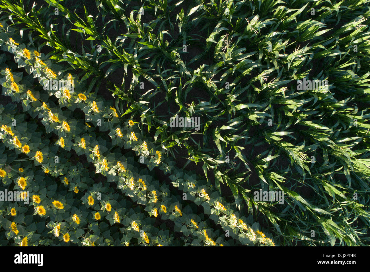 Corn field top view hi-res stock photography and images - Alamy