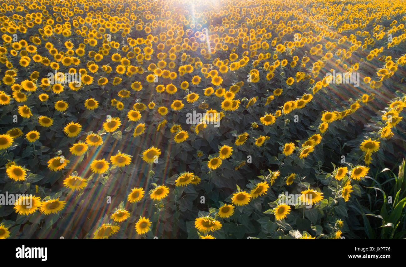 Sunflower field aerial hi-res stock photography and images - Alamy