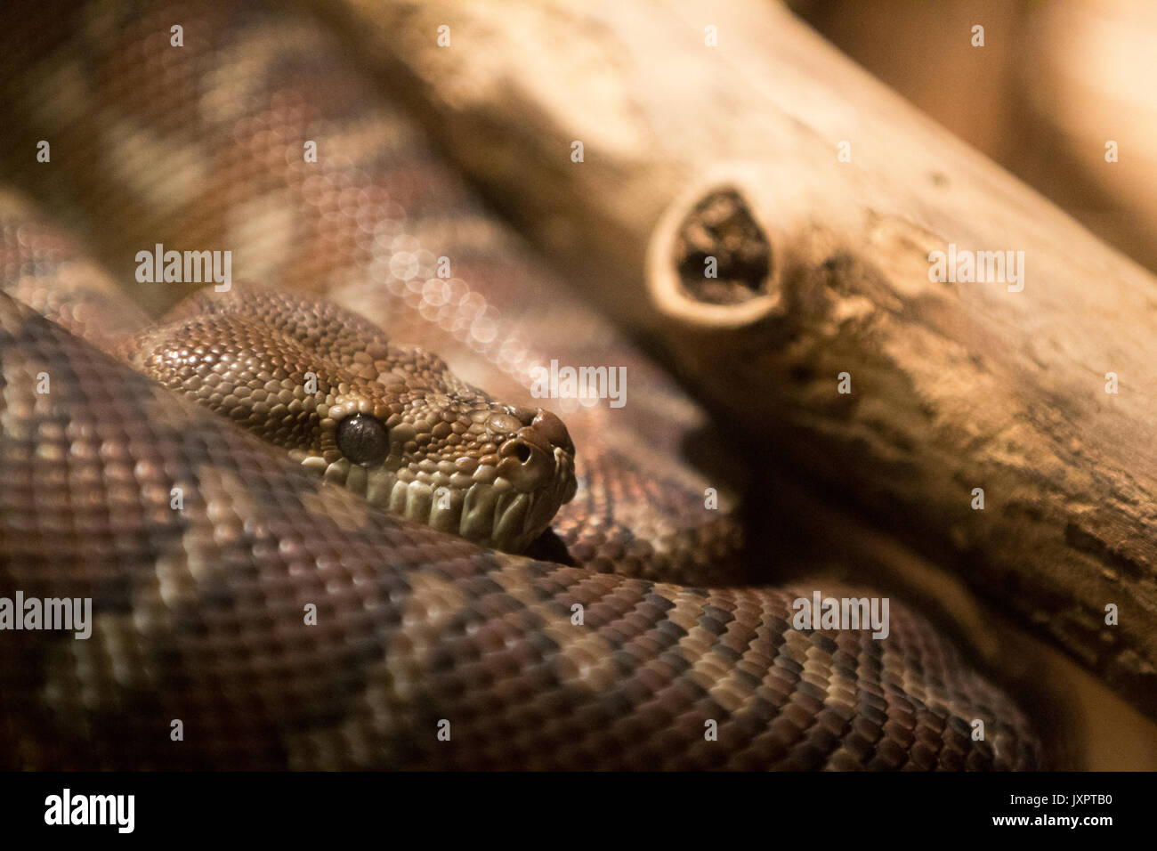 Animal conservation science hi-res stock photography and images - Alamy