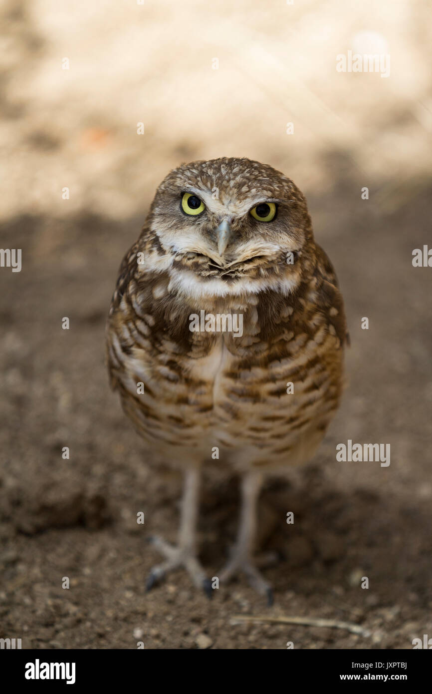 Australian Burrowing Owl Stock Photo - Alamy