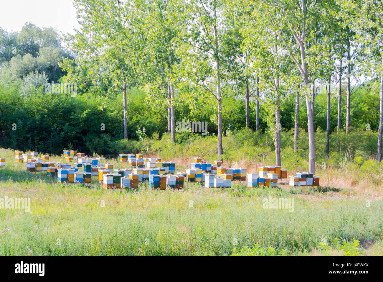 Colourful beehives. Beehives with bees in a honey farm Stock Photo - Alamy