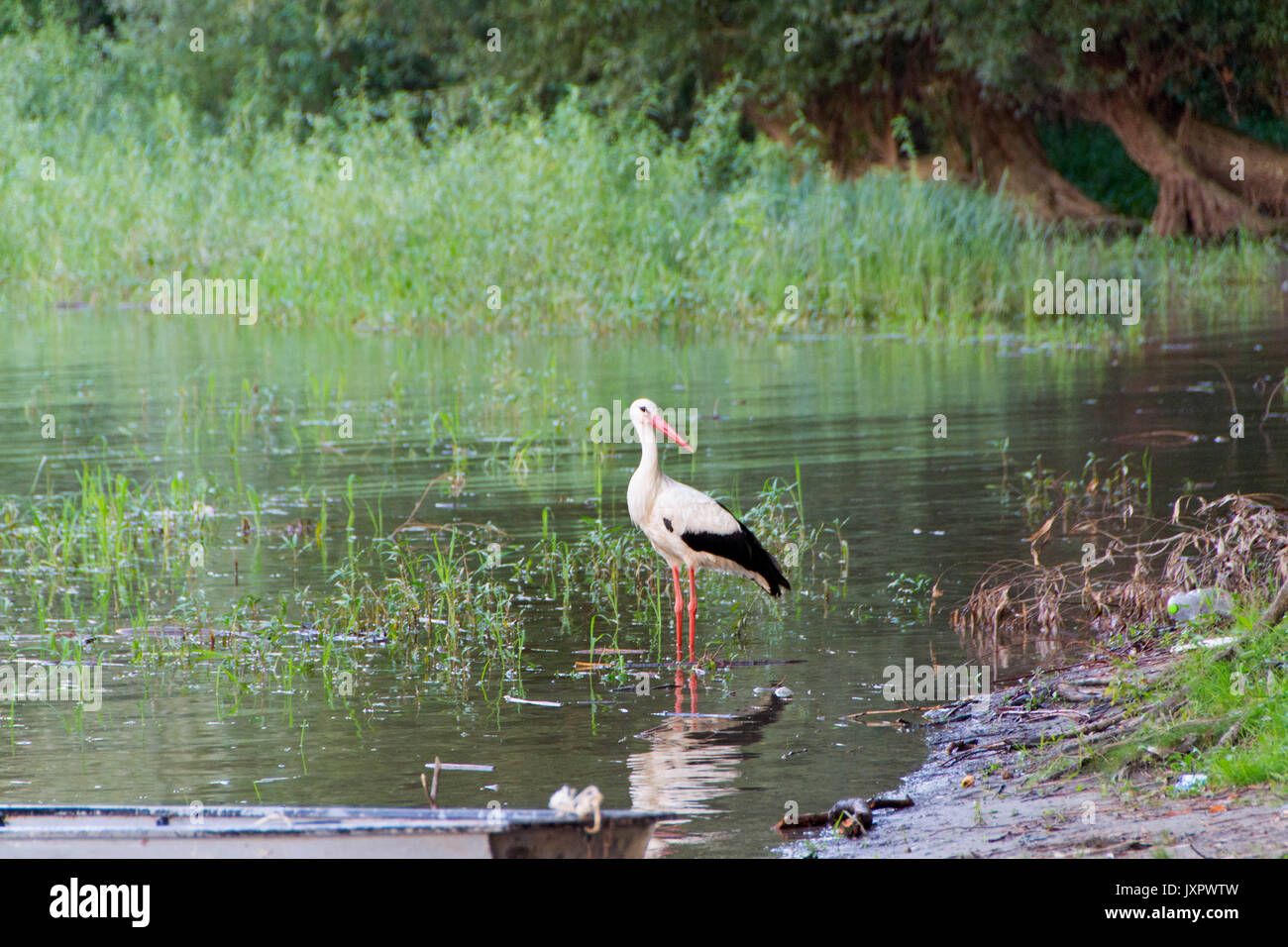 Europian white stork standing in the water Stock Photo - Alamy