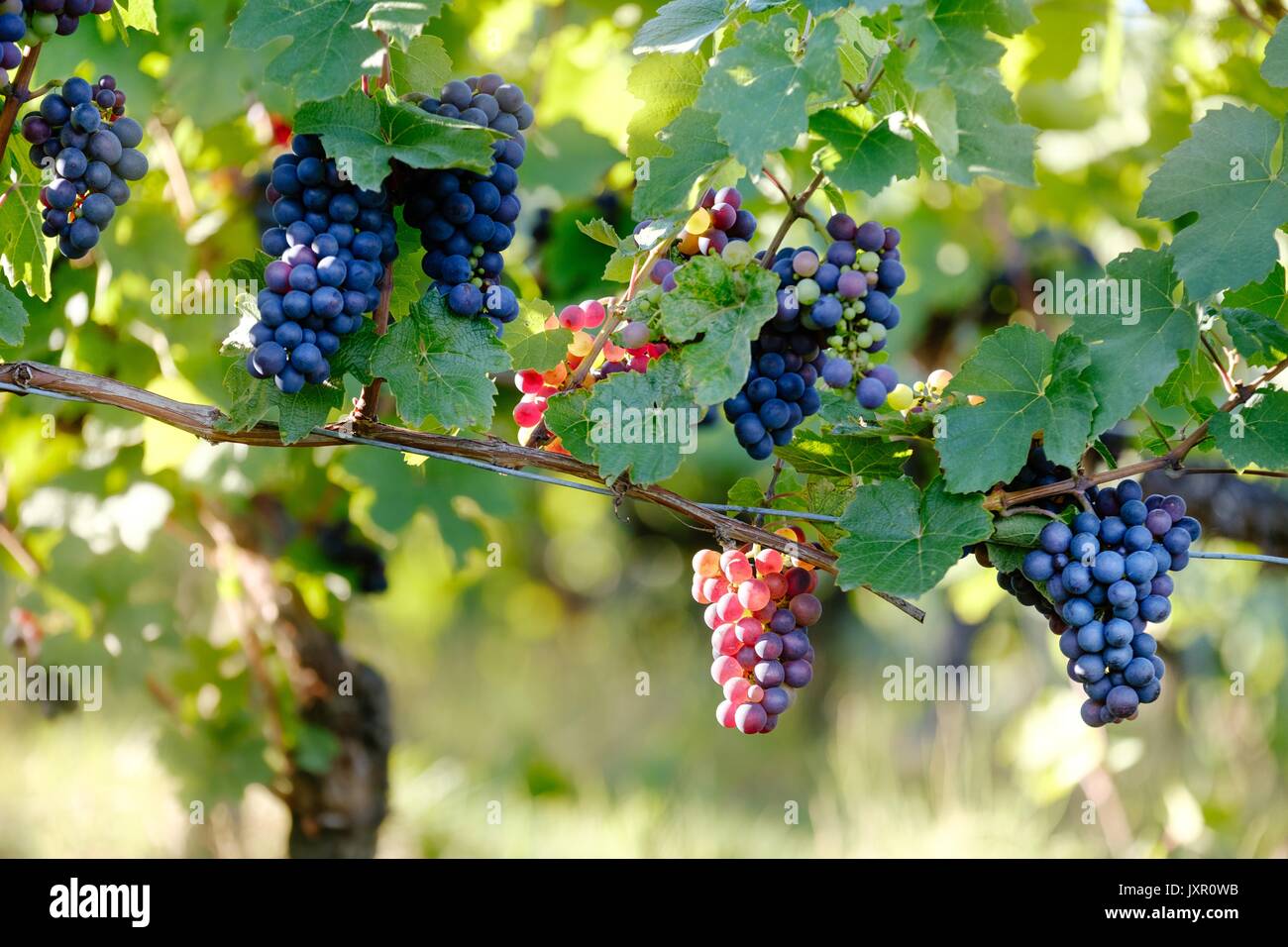 grasp with there friends and it looking so tasty in this picture and ...