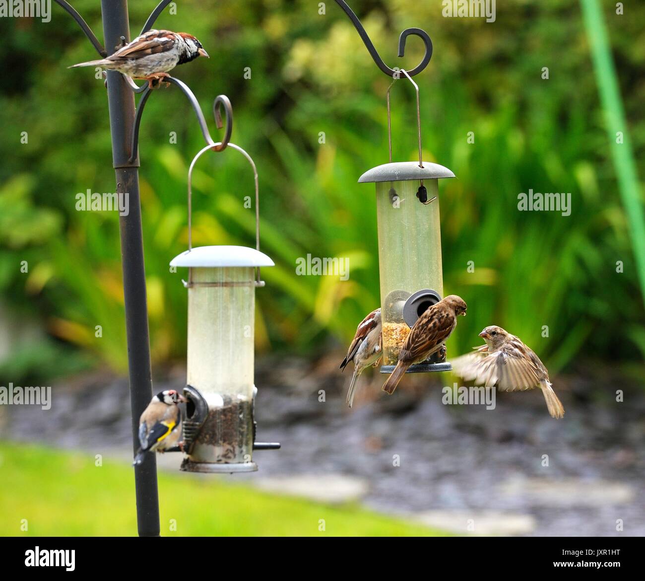 Fighting over bird feeder hi-res stock photography and images - Alamy