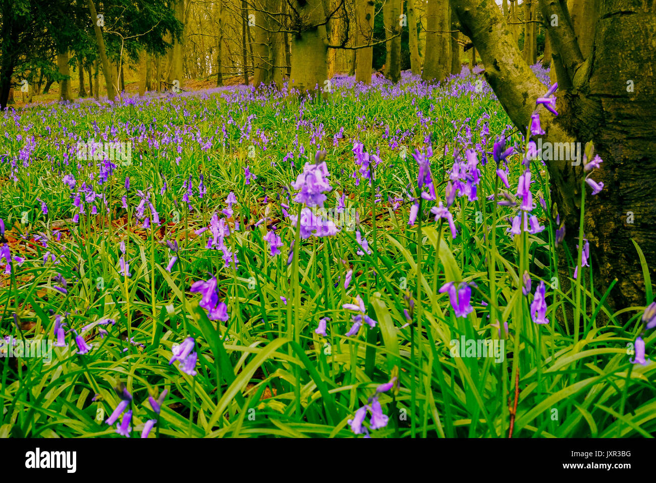 blue bell wood Stock Photo - Alamy