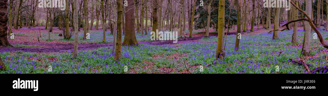 blue bell wood Stock Photo - Alamy
