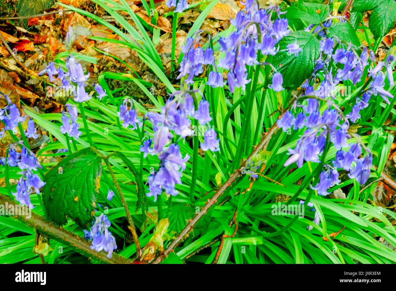 blue bell wood Stock Photo - Alamy