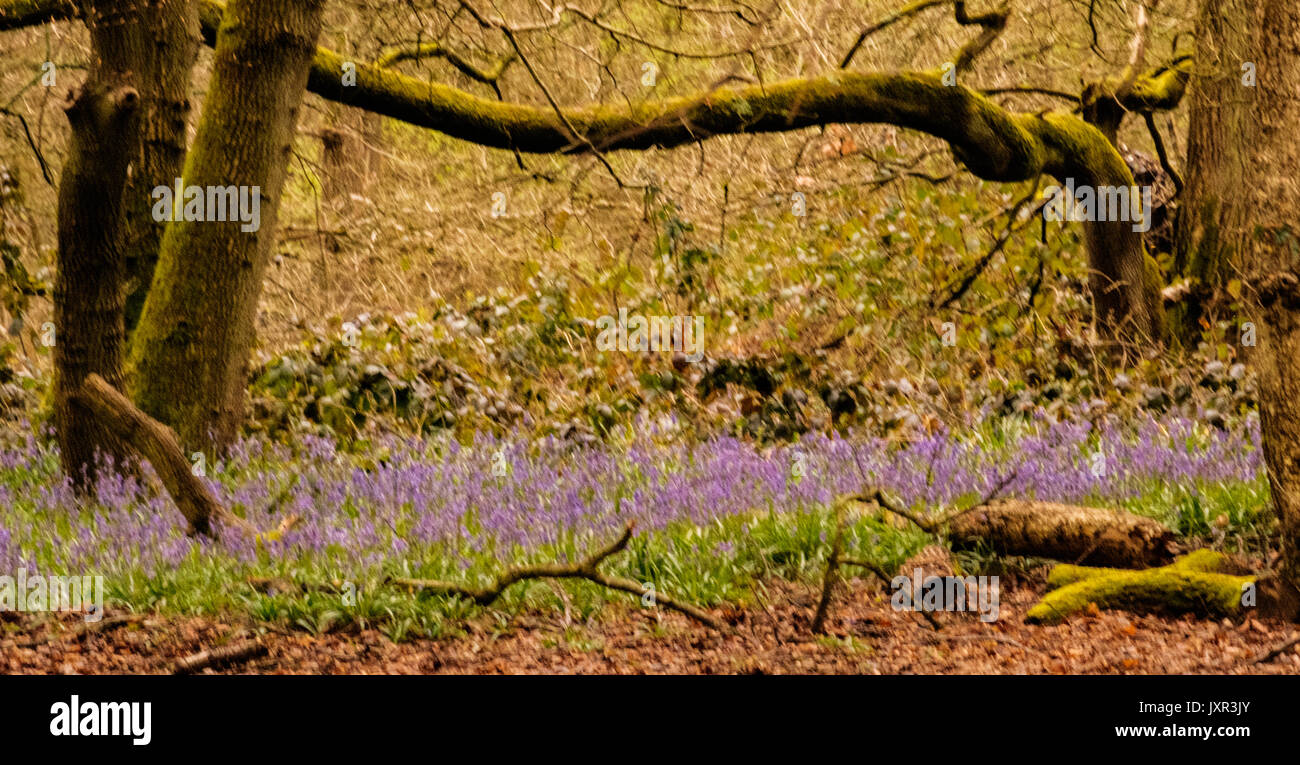 blue bell wood Stock Photo - Alamy