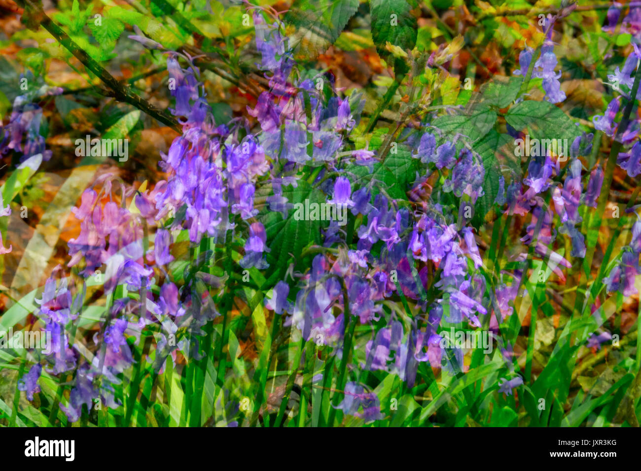 blue bell wood Stock Photo - Alamy