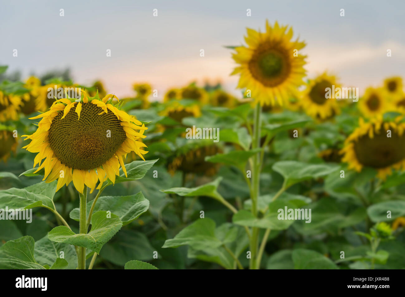 Flowering sunflowers in farm against beautiful sky during sunset Stock ...