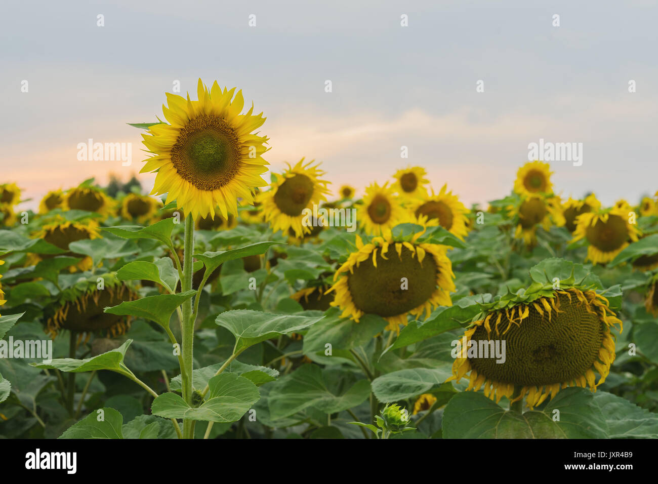Field of farm sunflowers against the backdrop of sunset in the August ...