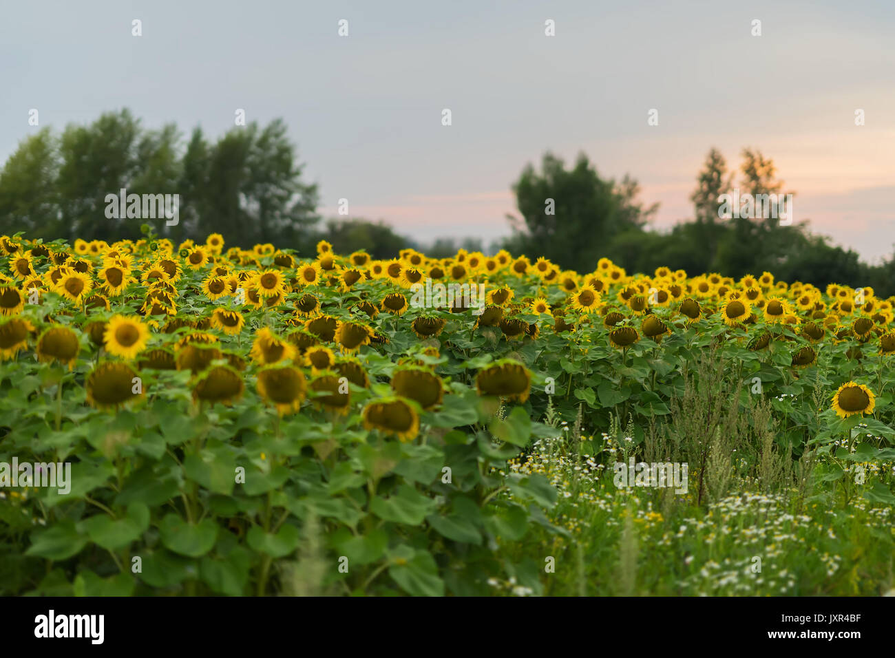 Farmer field of flowering sunflowers against background of the sunset ...