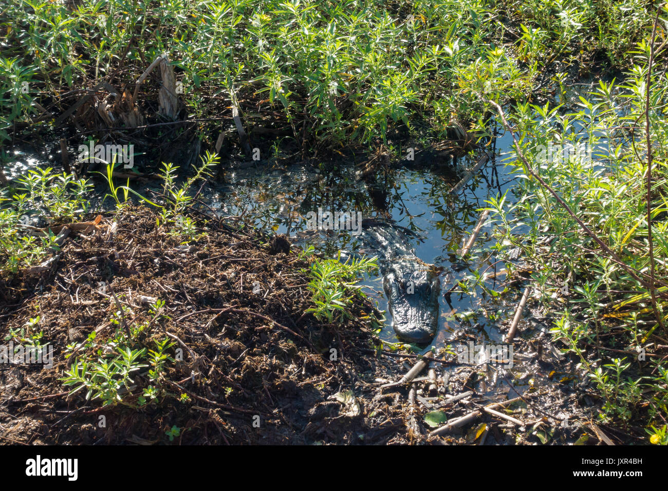 Alligator in lake hi-res stock photography and images - Alamy