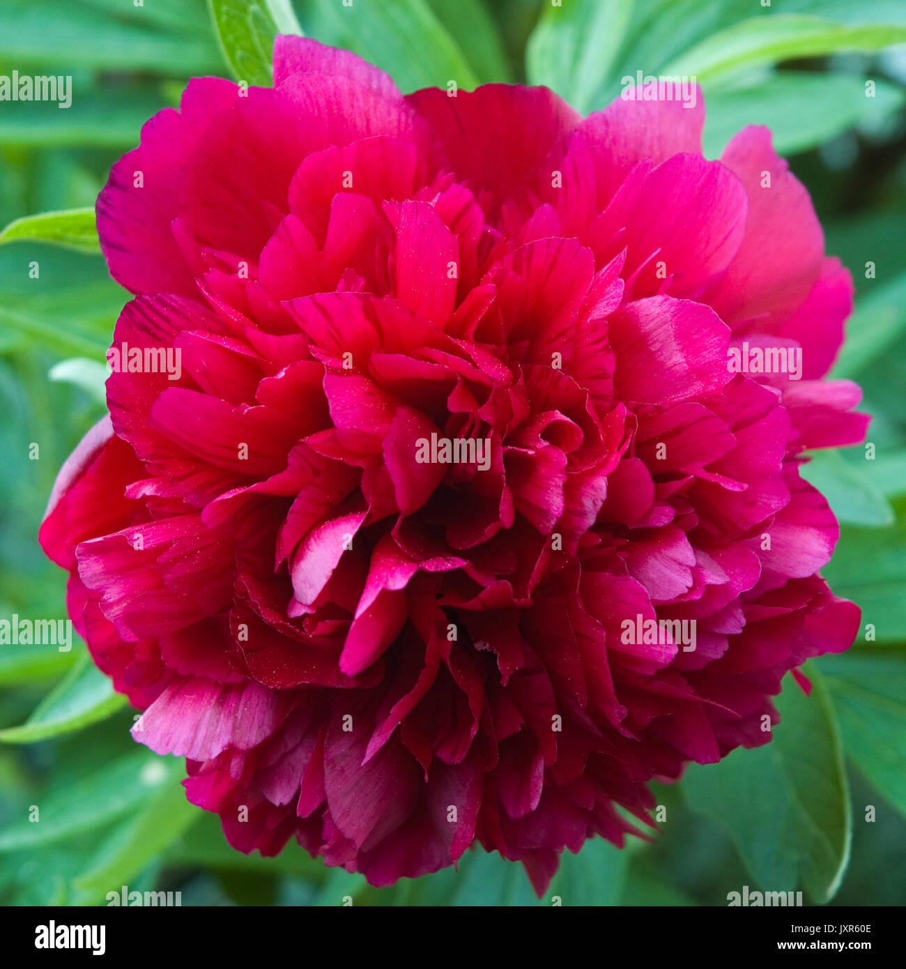 Common red peony paeonia officinalis hi-res stock photography and ...