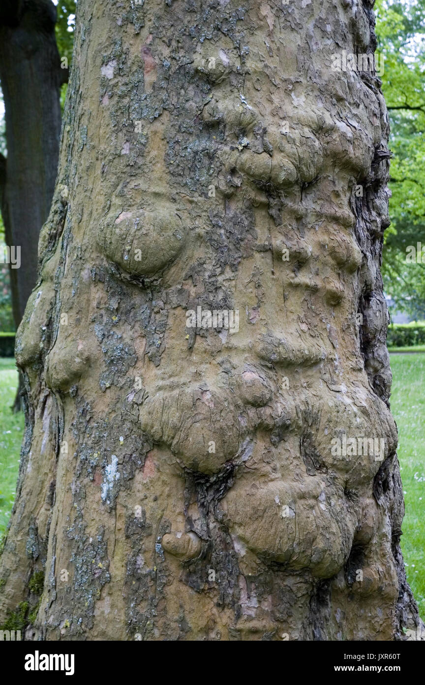 gnarled bark of an old tree Stock Photo - Alamy