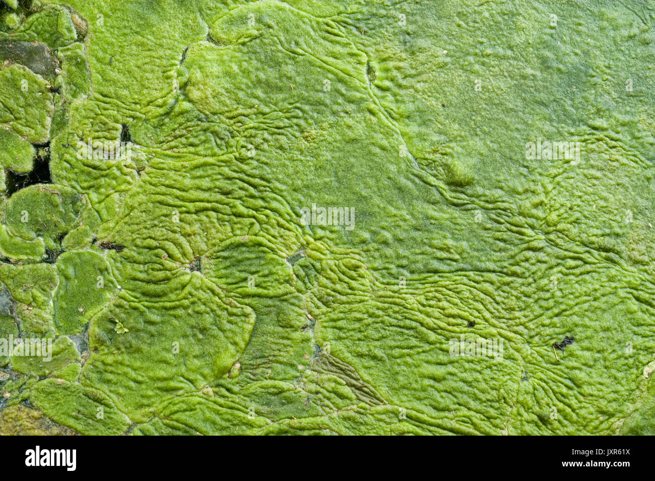 Algal layer hi-res stock photography and images - Alamy