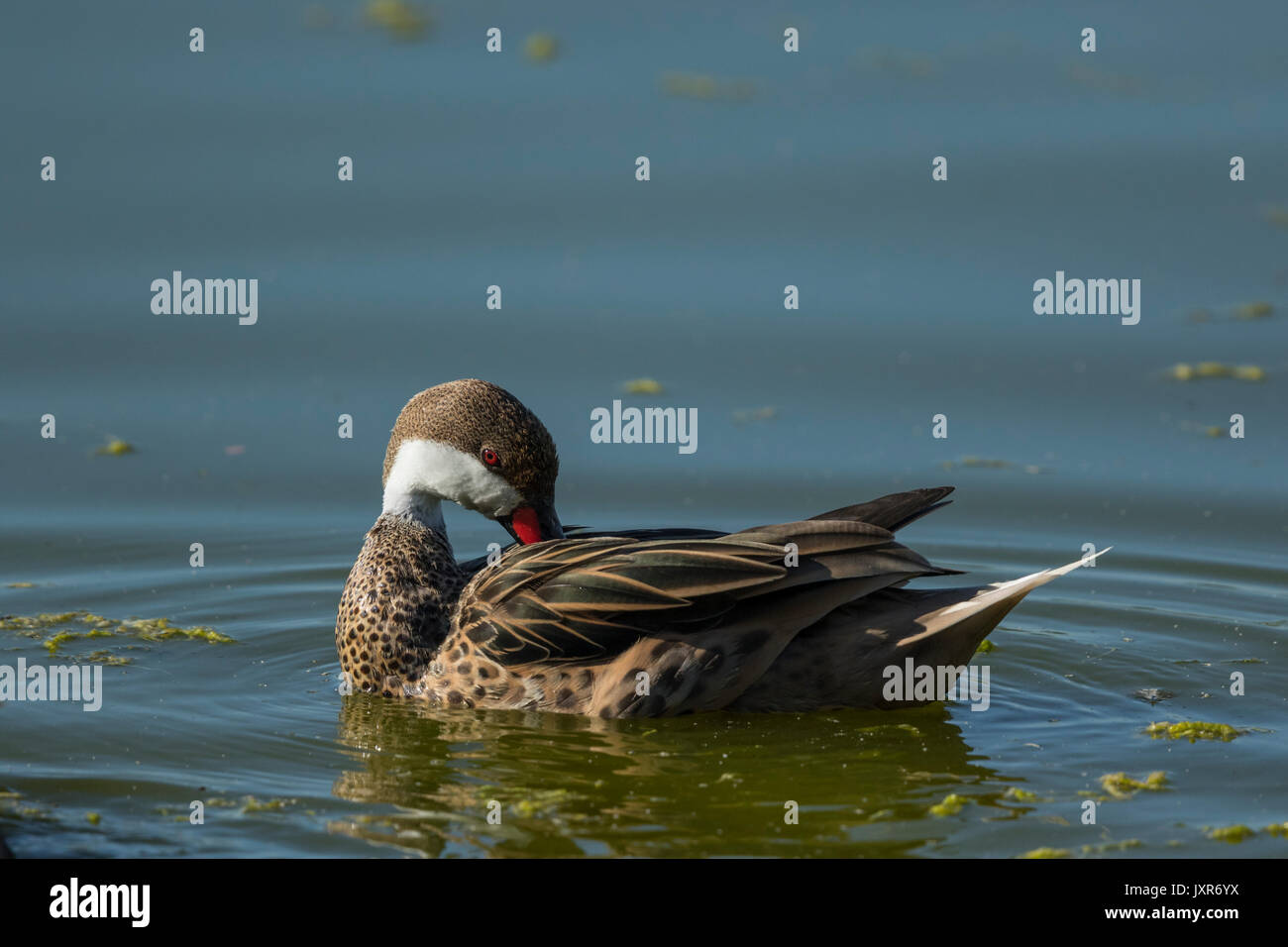 White-cheeked Pintail (Anas bahamensis), Bahama Duck, swimming Stock ...