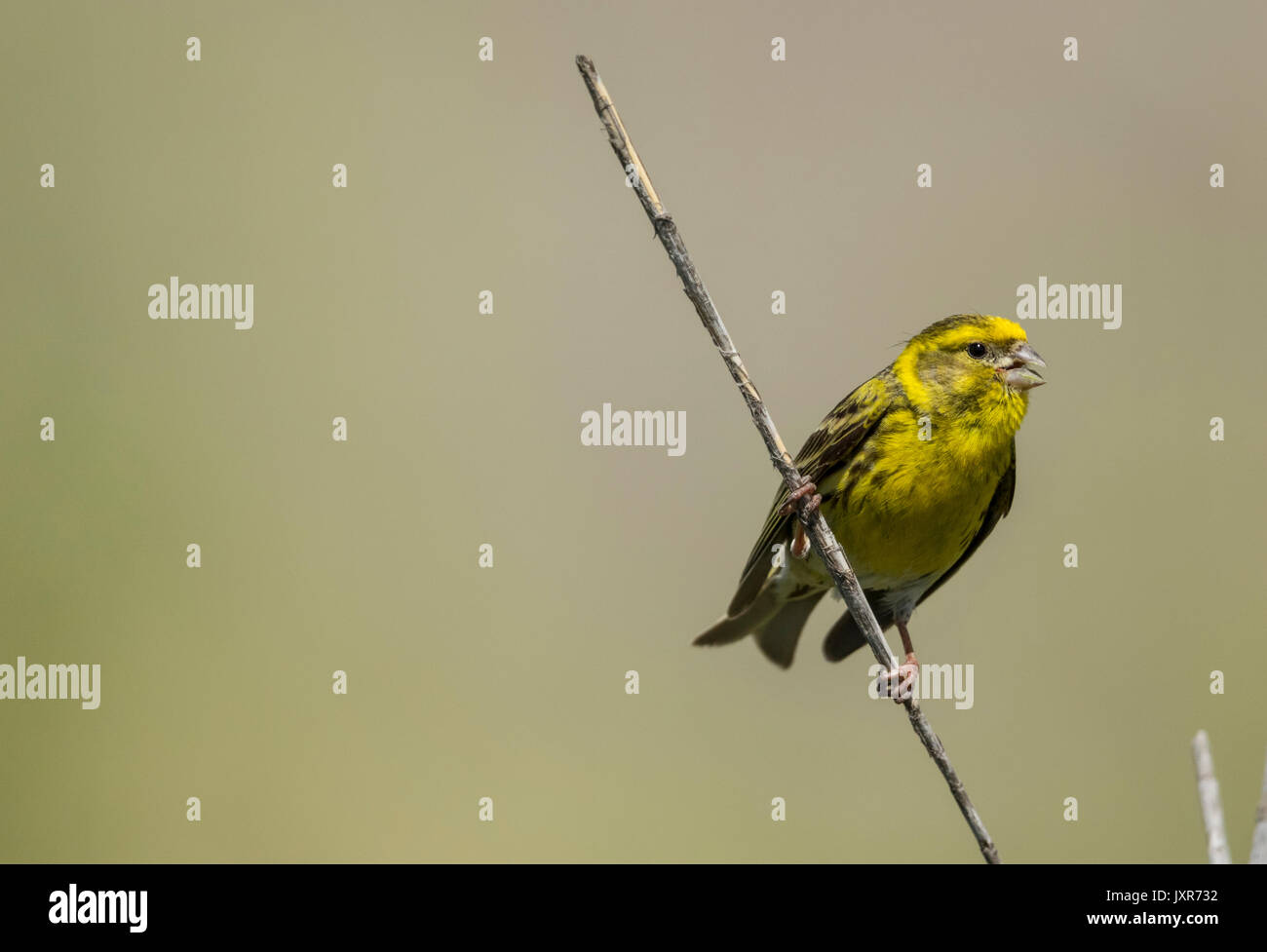 Serin (Serinus serinus), male singing Stock Photo - Alamy