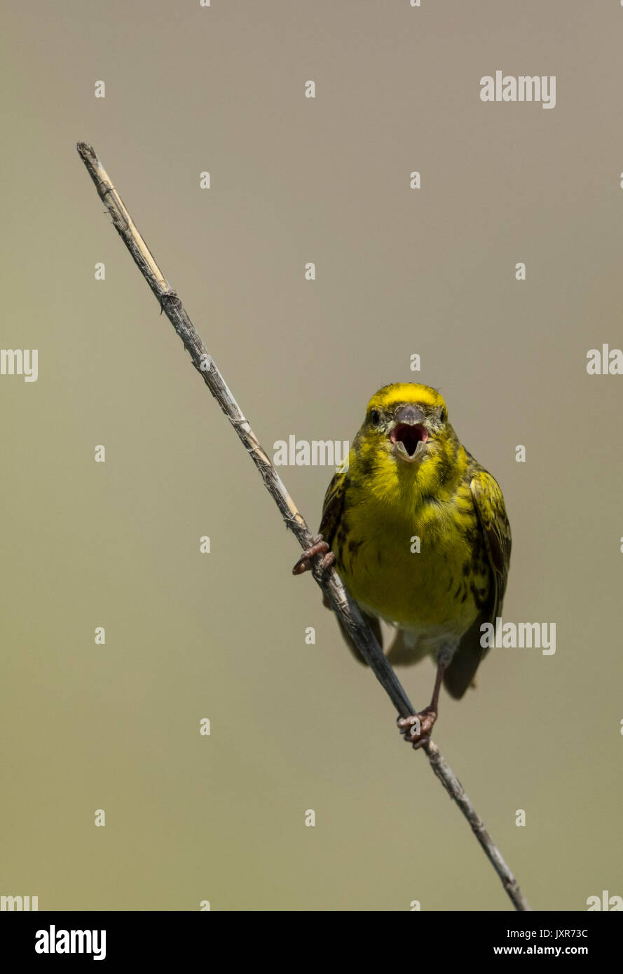 Serin (Serinus serinus), male singing Stock Photo - Alamy