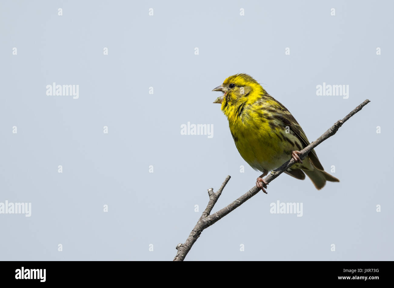 Serin (Serinus serinus), male singing Stock Photo - Alamy