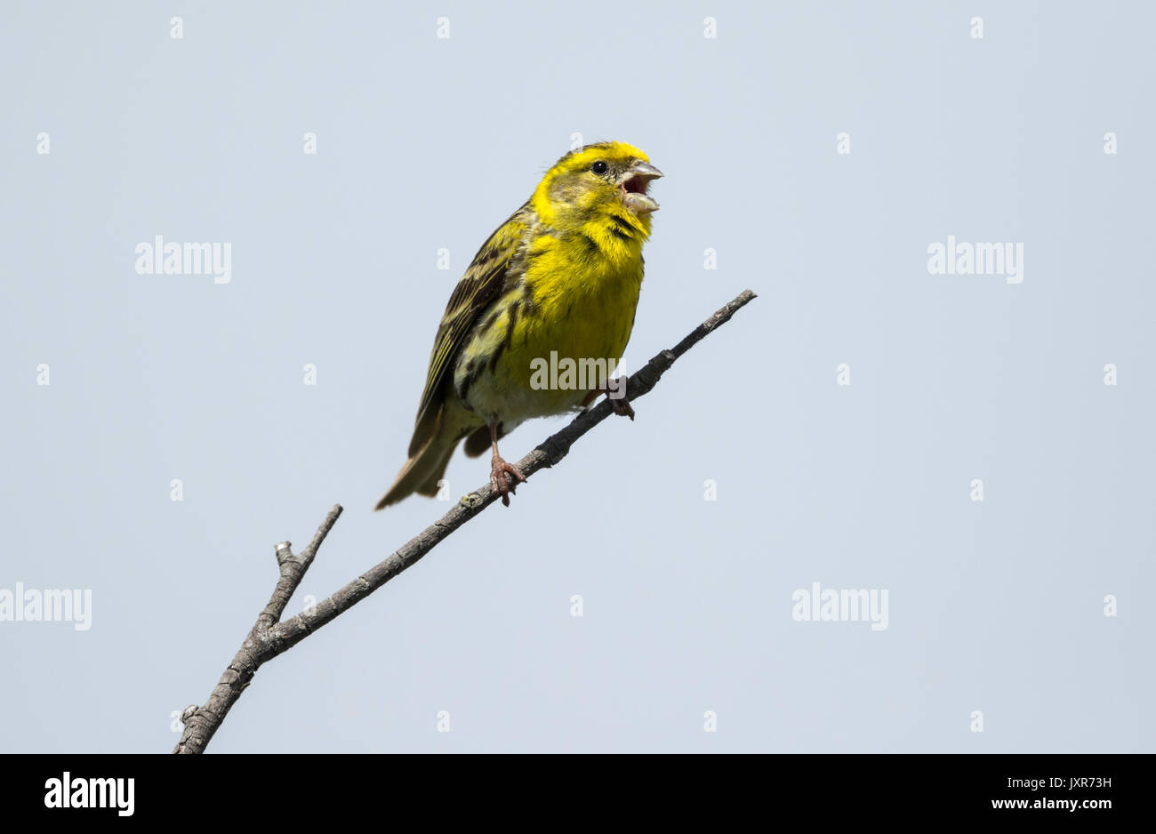 Serin (Serinus serinus), male singing Stock Photo - Alamy