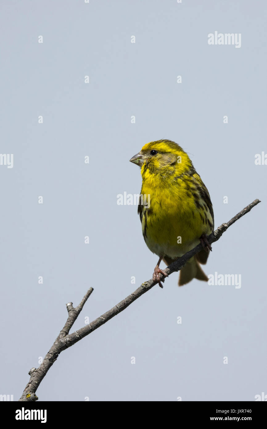 Male serin hi-res stock photography and images - Alamy