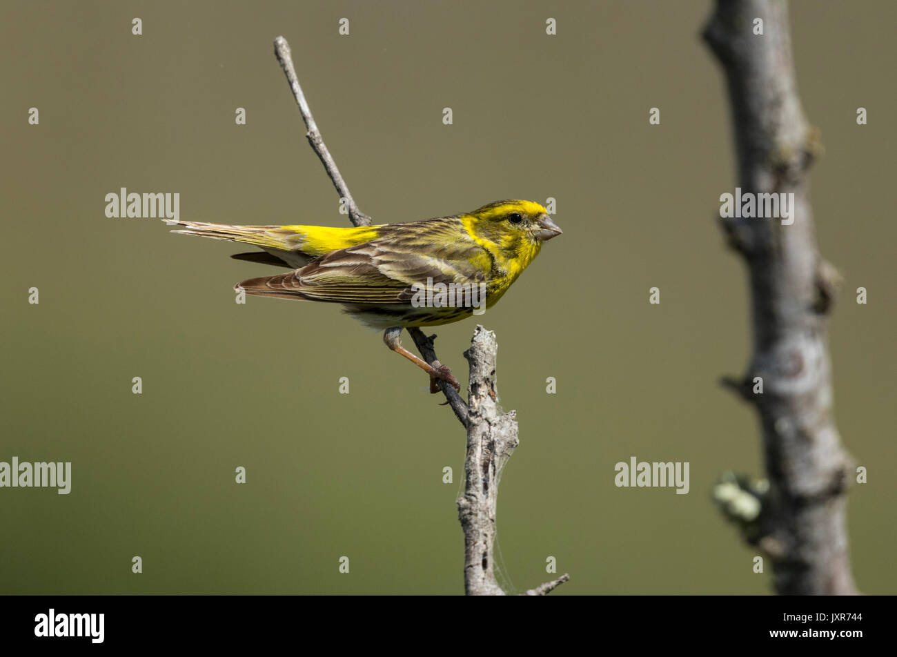Serin (Serinus serinus), male Stock Photo - Alamy