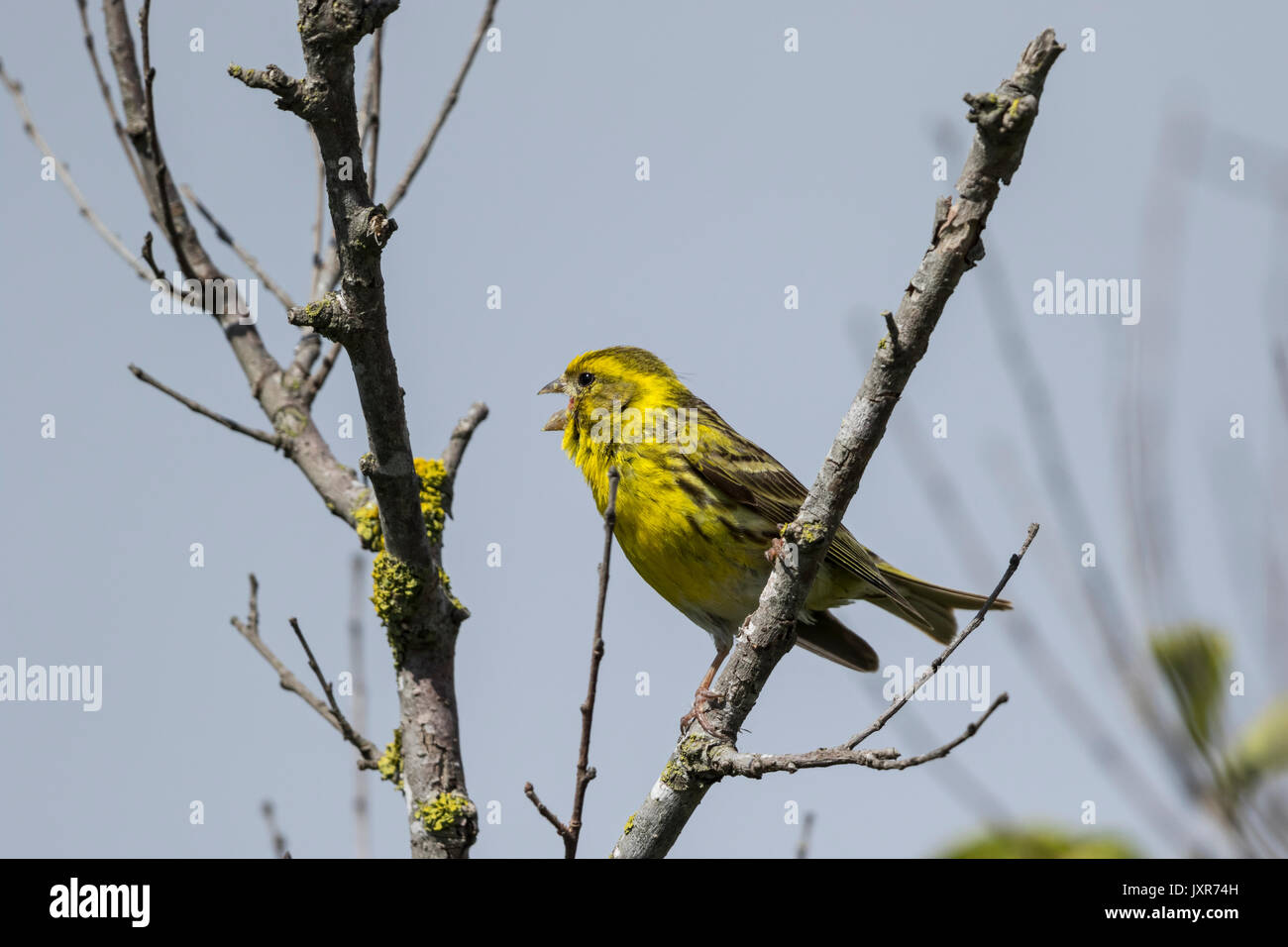 Serin (Serinus serinus), male singing Stock Photo - Alamy