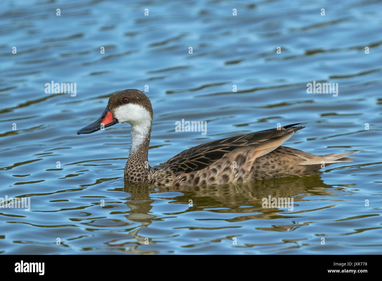 White-cheeked Pintail (Anas bahamensis), Bahama Duck, swimming Stock ...