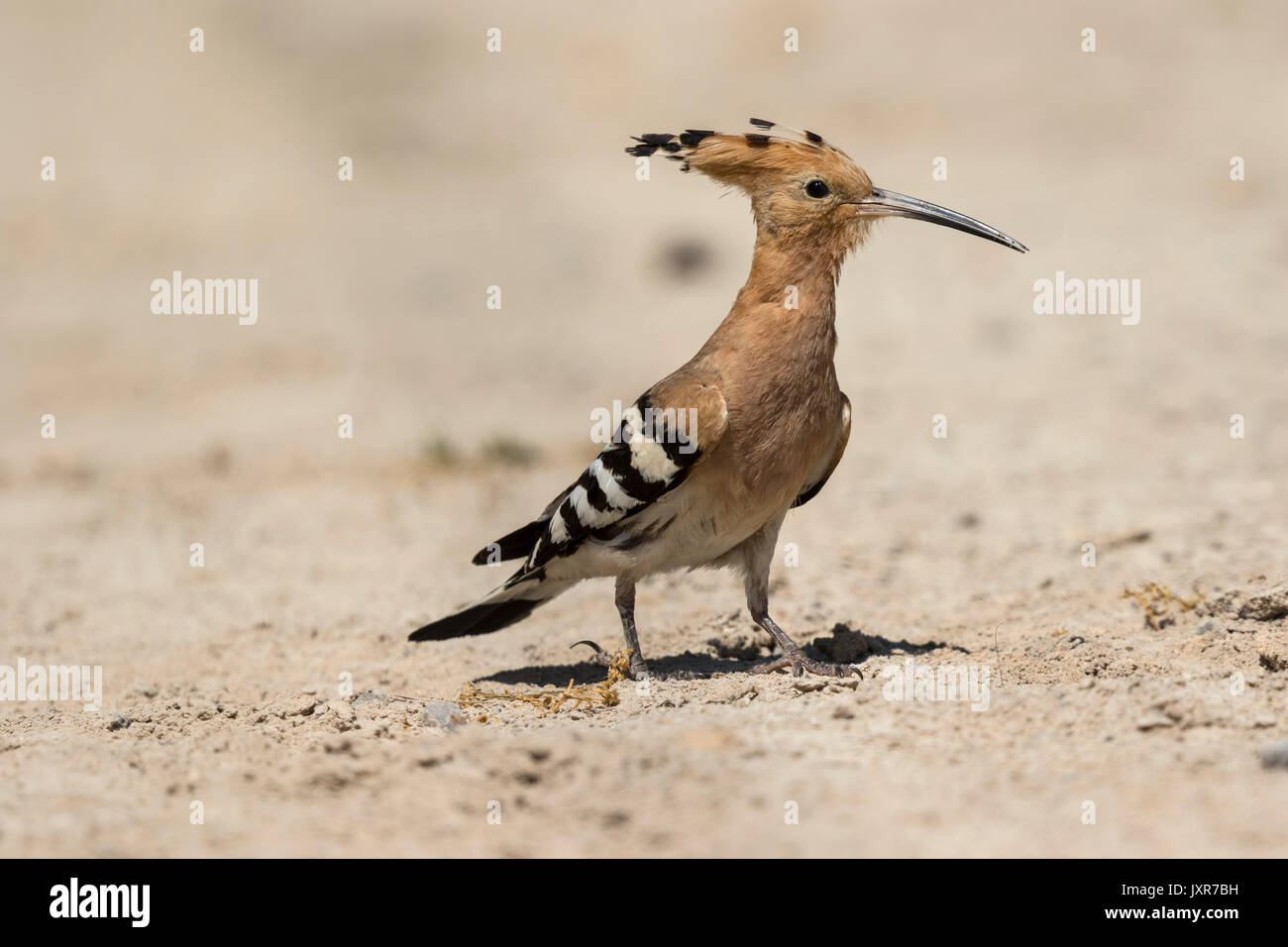 Hoopoe (Upupa epops) on the ground Stock Photo - Alamy