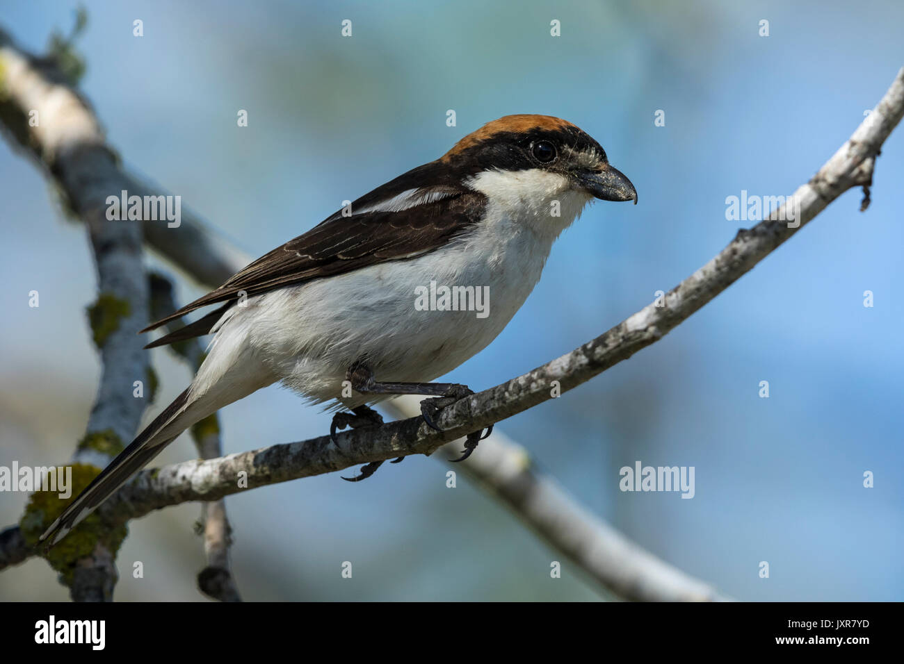 Woodchat Shrike (Lanius senator), male perching on a twig Stock Photo ...