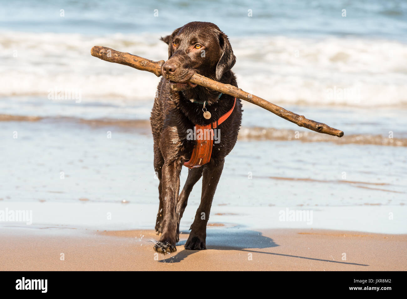 Chocolate Labrador on the beach in Sandsend with a stick in his mouth ...