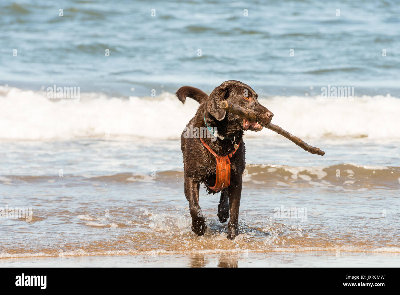 Chocolate Labrador on the beach in Sandsend with a stick in his mouth ...