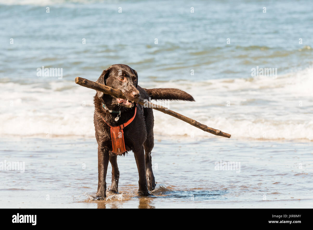 Chocolate Labrador on the beach in Sandsend with a stick in his mouth ...