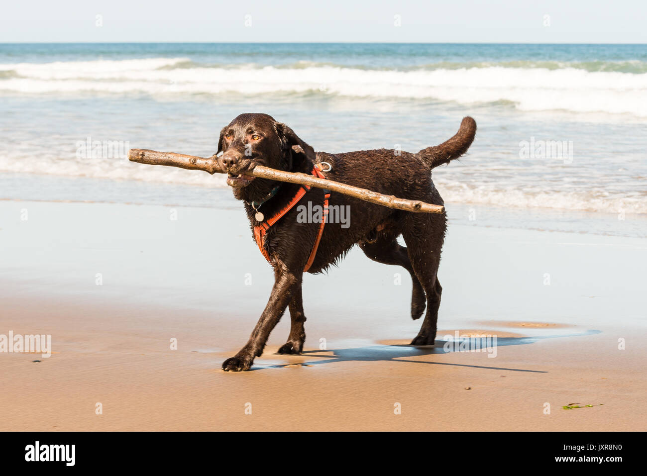 Chocolate Labrador on the beach in Sandsend with a stick in his mouth ...